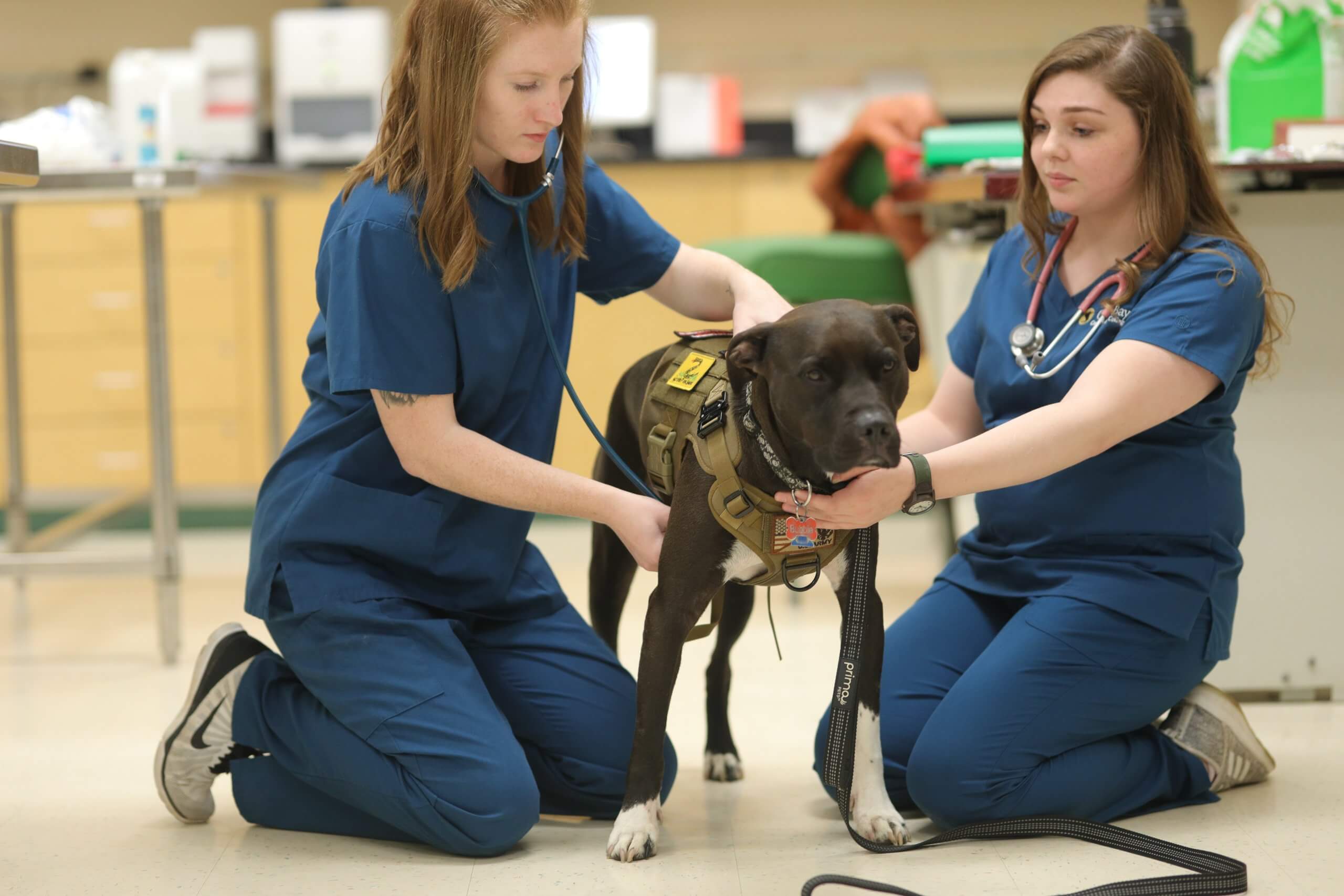 Vet Schools In New England CollegeLearners Vet Schools In New England CollegeLearners
